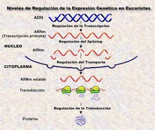 Procesos de control de la expresión genética: CONTROL EN CÉLULAS EUCARIOTAS